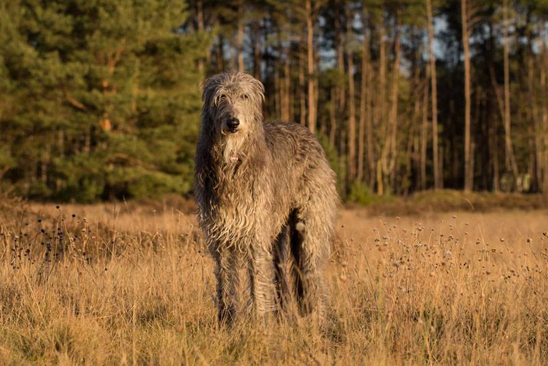 Dunyodagi eng katta it zotlari. • 💙💛HAYVONLAR | Uy hayvonlarini sevish