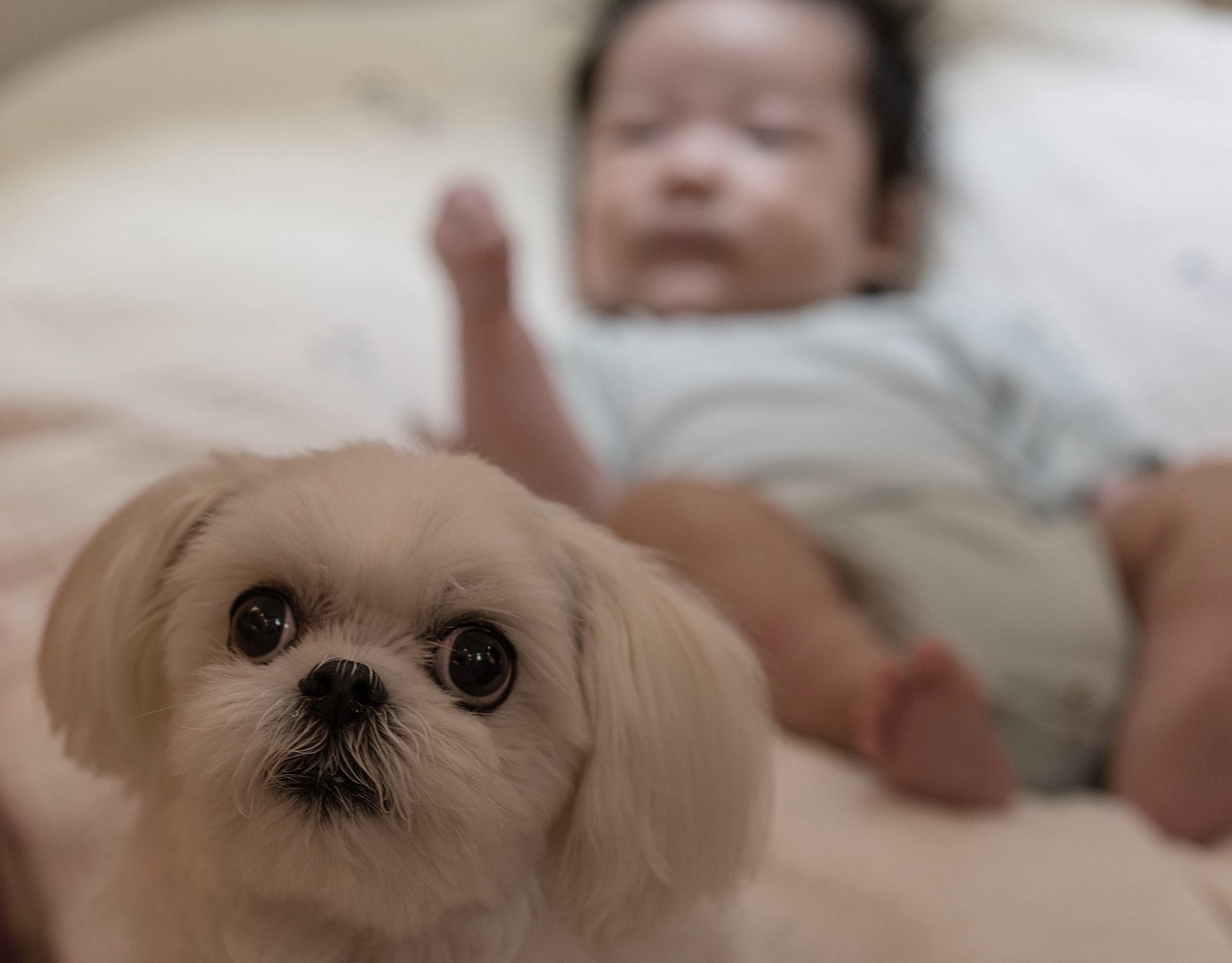 Aso at sanggol: paano magkita? • 💙💛HAYOP | LovePets