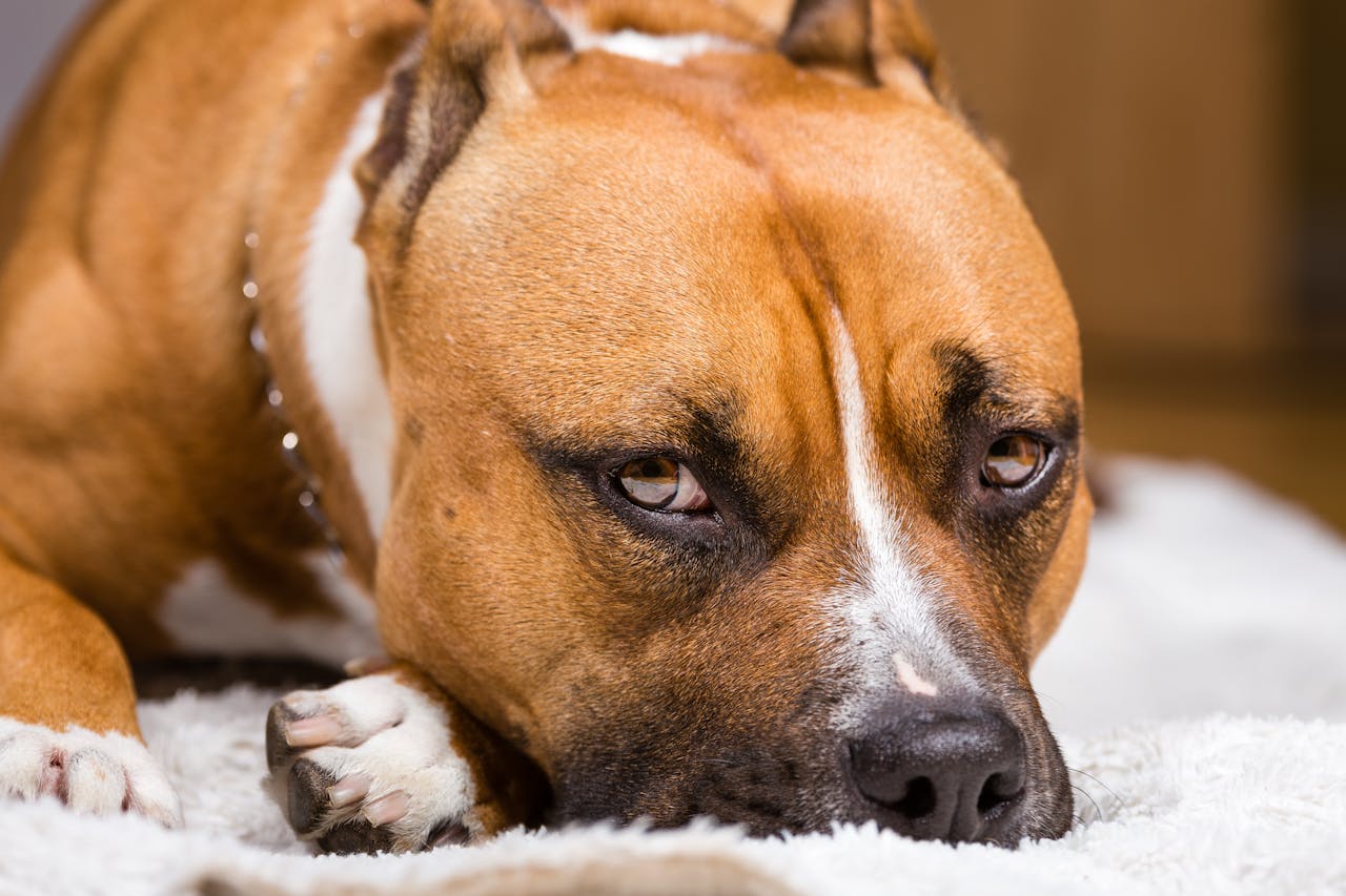 Parvovirus enteritis by honde: oorsake, simptome, diagnose, behandeling ...