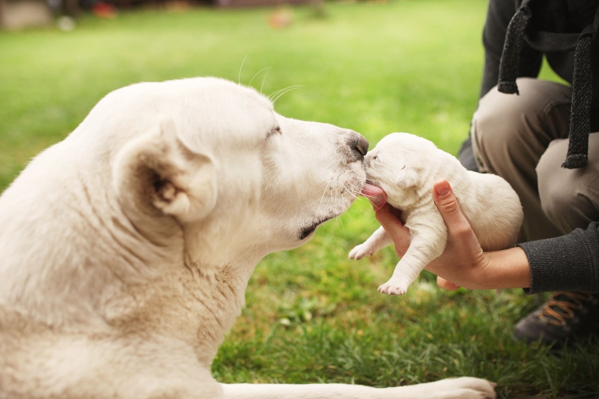 Hoe lank is swangerskap in Alabai? • 💙💛DIERE | LovePets