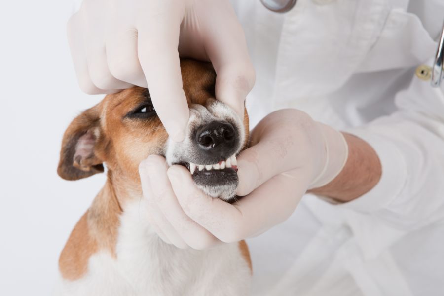 What do you need to know about stomatitis in dogs? ⋆ LovePets 💙💛