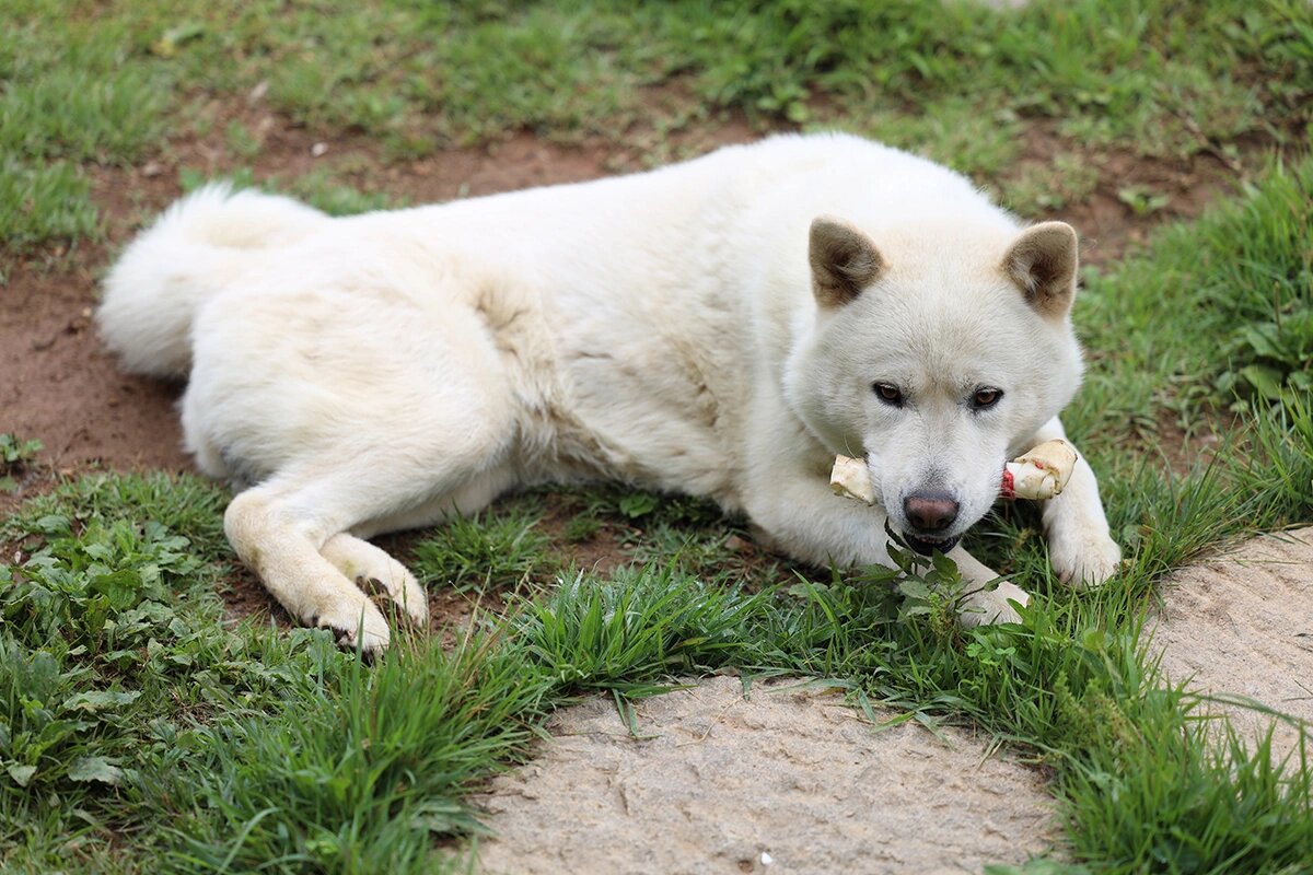Phunsan: co wiadomo o psie? Opis, zdjęcie, cena. - 💙💛 Klub Fanów ...