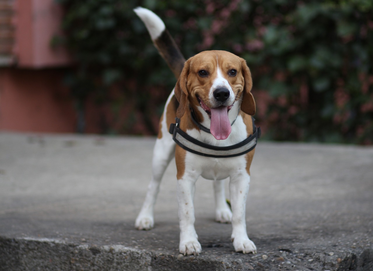 Beagle နှင့်တူသောခွေးမျိုးကွဲ (၈) မျိုး (ဗီဒီယိုများနှင့်အတူ ...