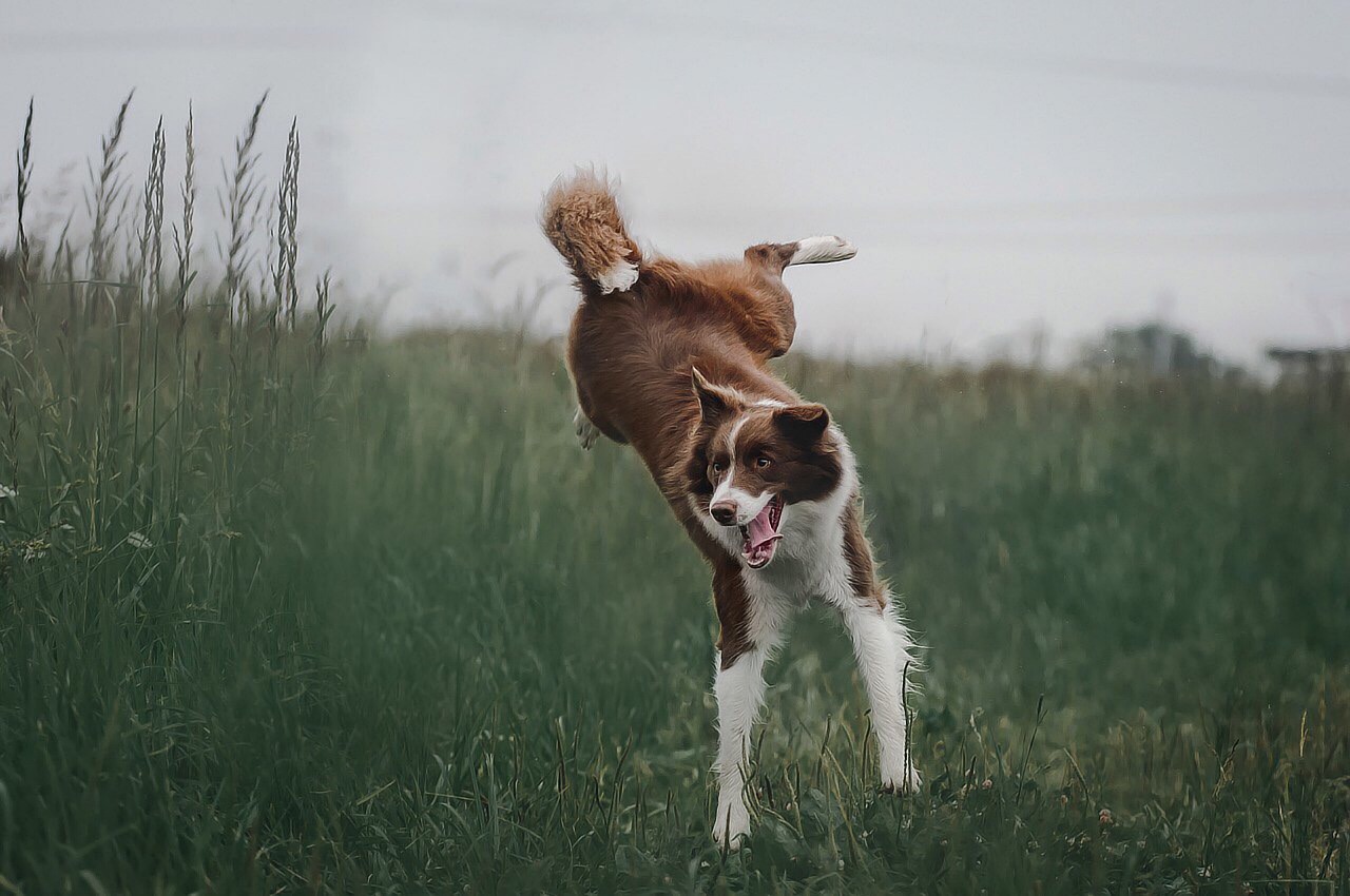 Why Does My Dog Kick His Back Legs? | FEEDS LovePets