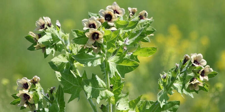 Осот / бодяк – вирощування в саду. • 💙💛Victory Gardens